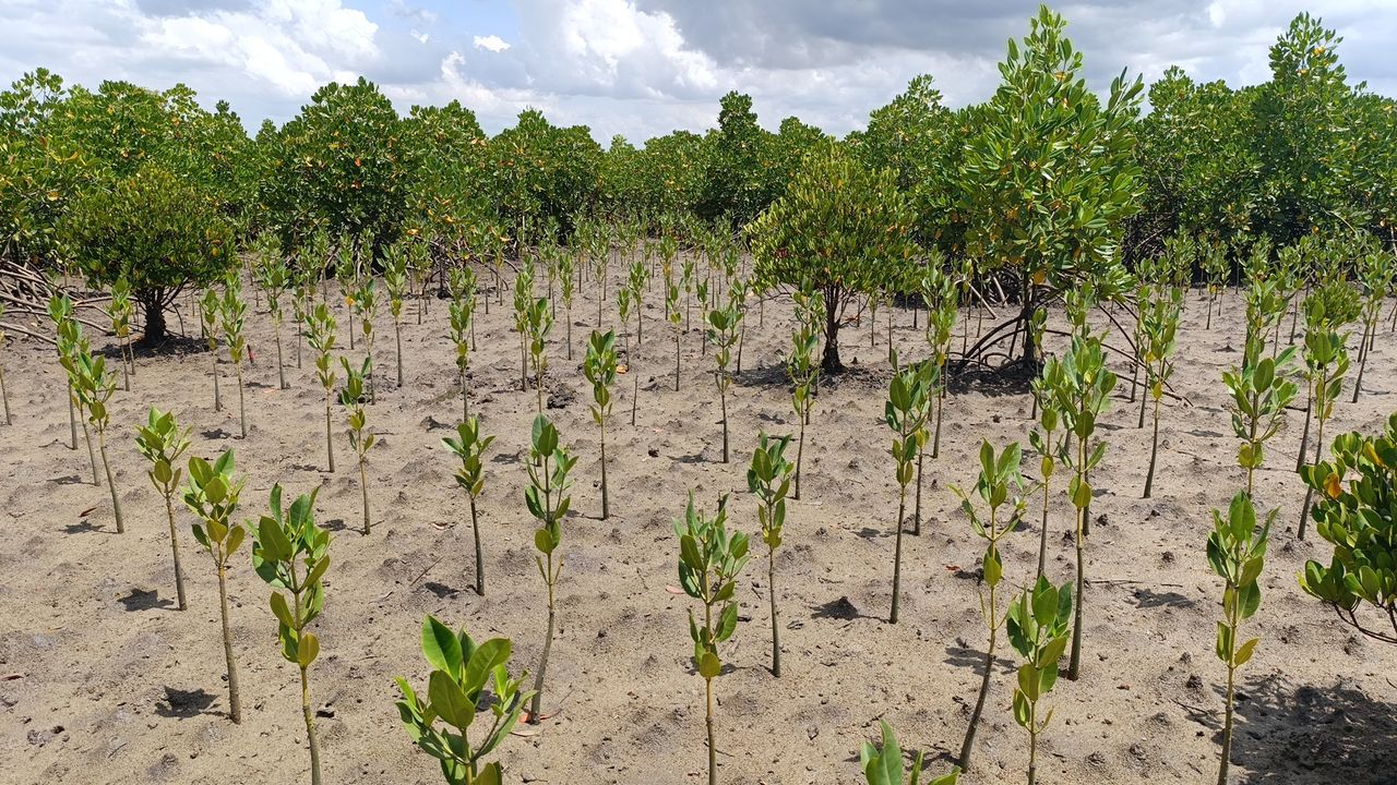 The Cost of Planting Trees in the UK and Overseas